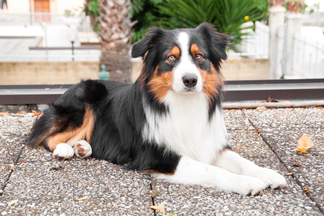 10 Best Australian Shepherd Rescues for Adoption (2025): Our Top 10 Picks!