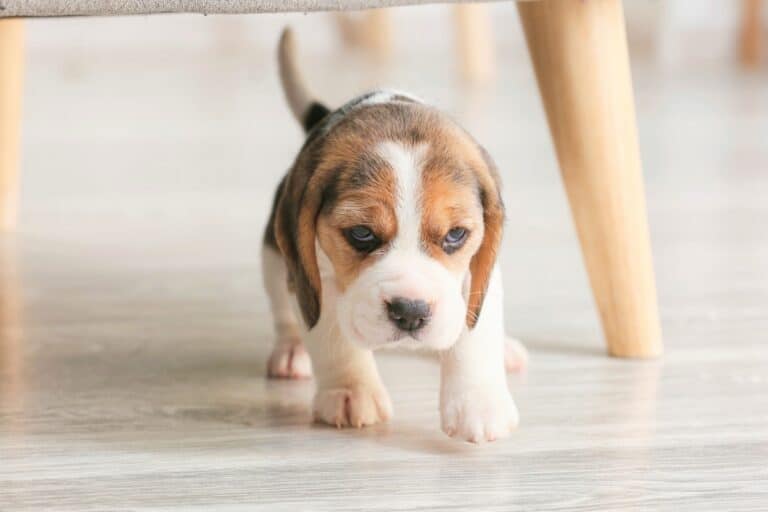 10 Best Beagle Breeders (2025): Our Top 10 Picks!