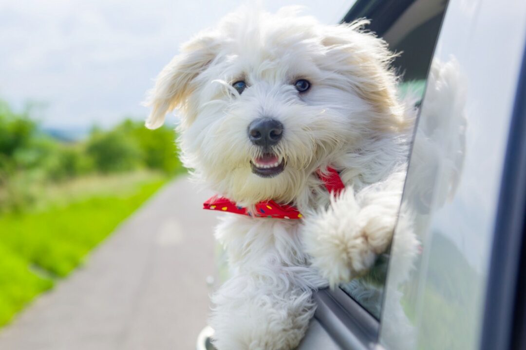 10 Best Bichon Frise Rescues for Adoption (2025): Our Top 10 Picks!