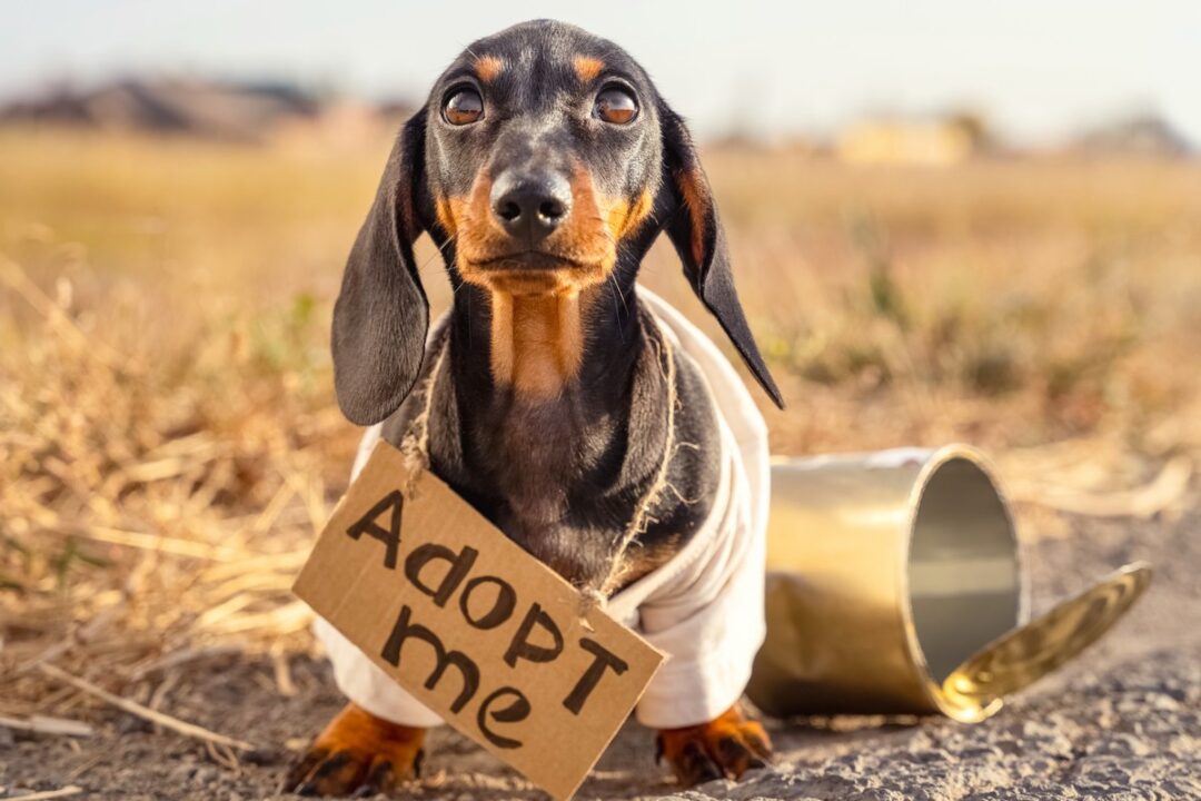10 Best Dachshund Rescues for Adoption (2026): Our Top 10 Picks!