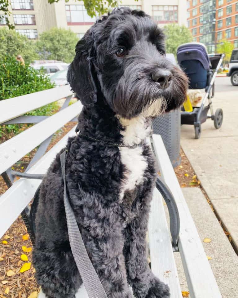 Mini Australian Labradoodle: A Guide to This Mini Tri-Hybrid Dog