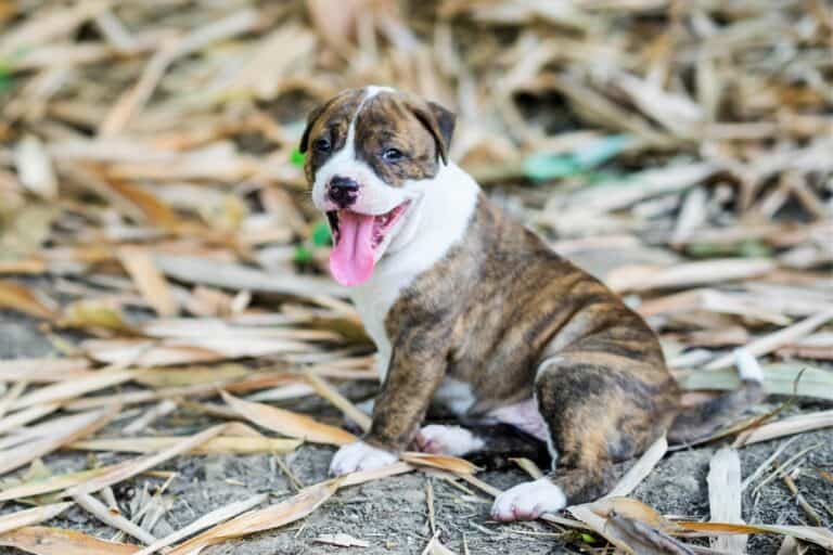 10 Best Pitbull Breeders (2025): Our Top 10 Picks!