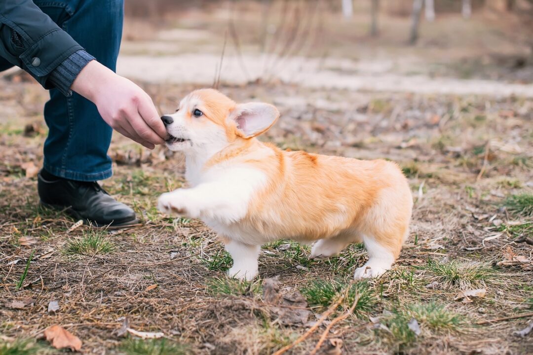10 Best Corgi Rescues for Adoption (2025): Our Top 10 Picks!