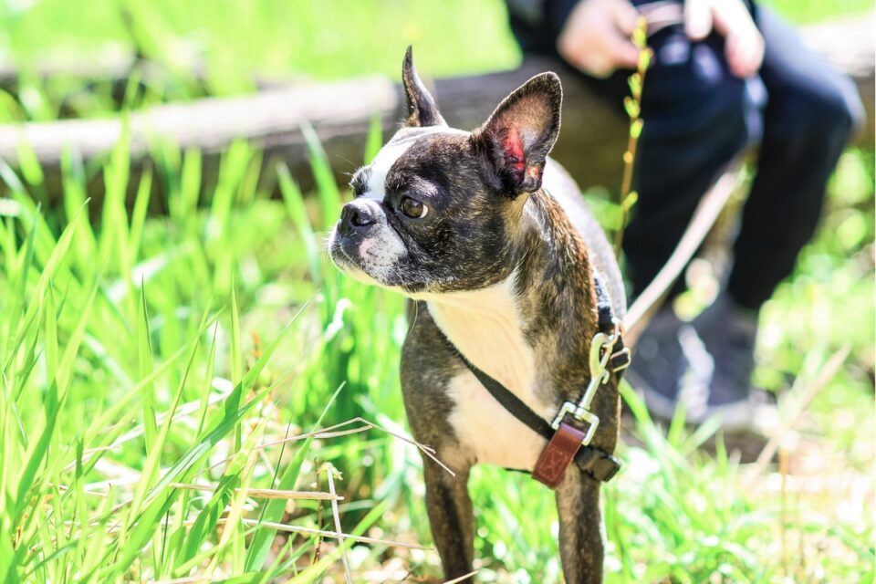 10 Best Boston Terrier Rescues for Adoption (2025): Our Top 10 Picks!