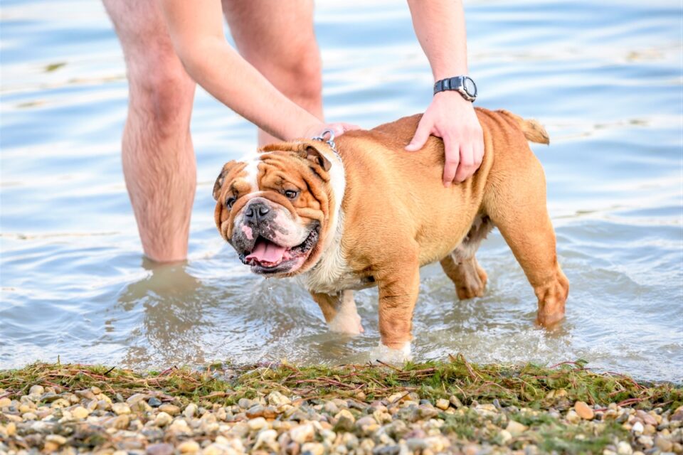 10 Best English Bulldog Rescues for Adoption (2026): Our Top 10 Picks!