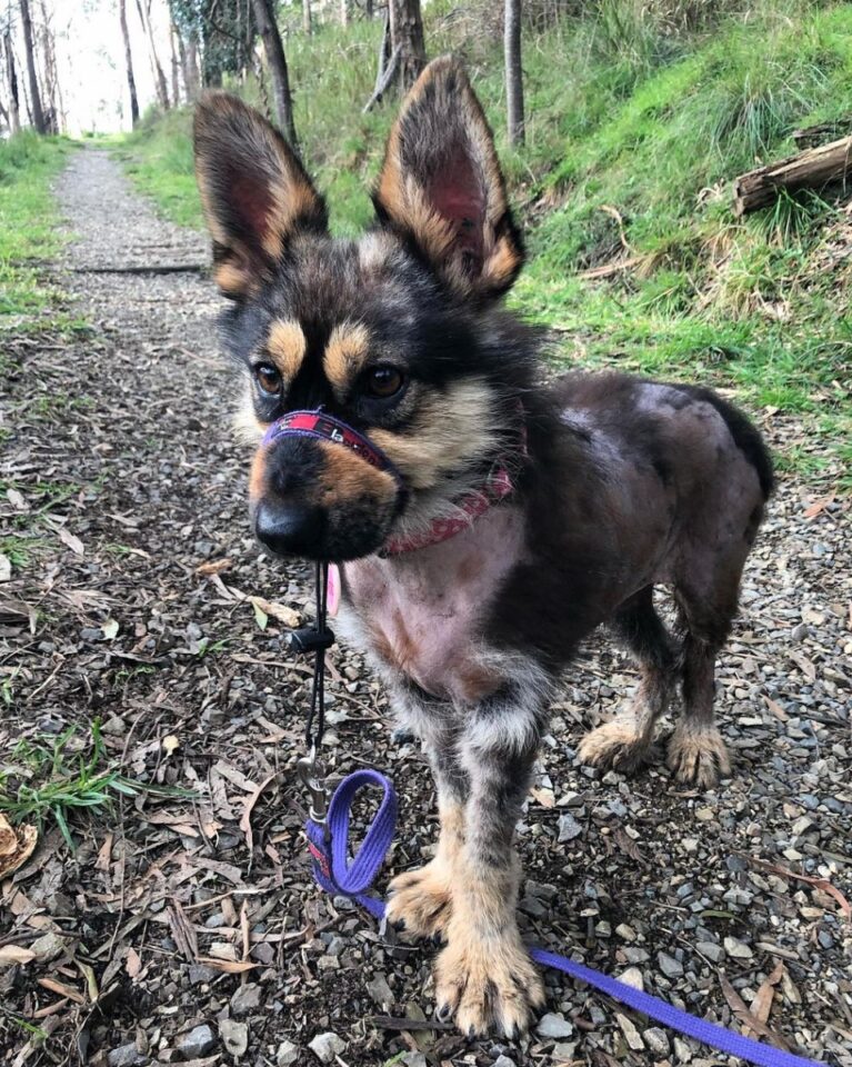 Dwarf German Shepherd: Everything About the Breed + FAQ