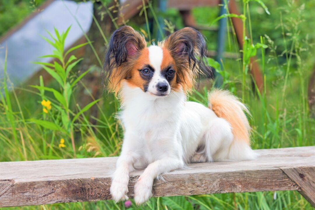 All Papillon Coat Colors and Markings Explained (With Pictures!)
