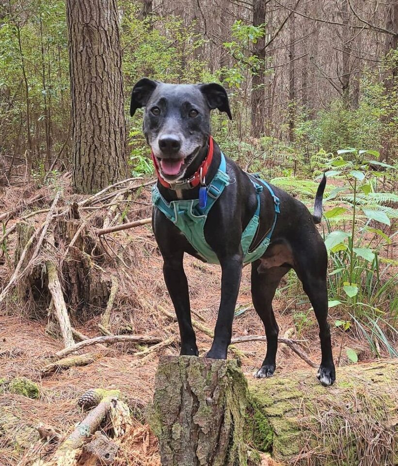 Pit Boodle (Pitbull Poodle Mix) Info, Pictures, Facts, and FAQ