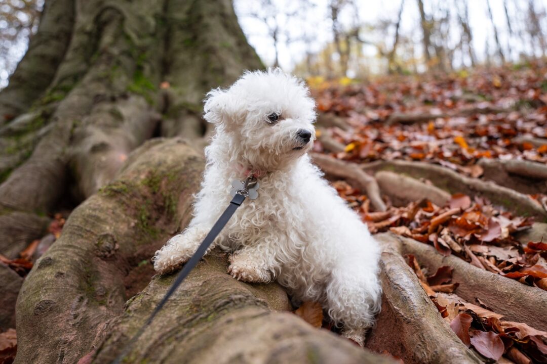 10 Best Bichon Frise Breeders (2025): Our Top 10 Picks!