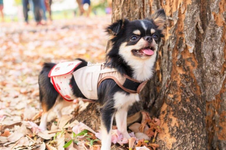 10 Best Chihuahua Rescues for Adoption (2025): Our Top 10 Picks!