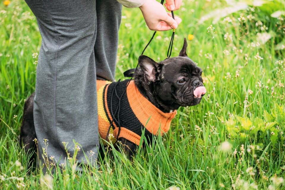 10 Best French Bulldog Rescues for Adoption (2025): Our Top 10 Picks!