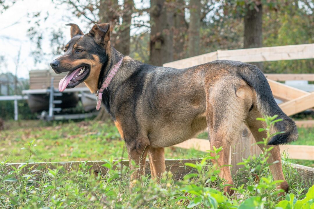 10 Best German Shepherd Rescues for Adoption (2025): Our Top 10 Picks!