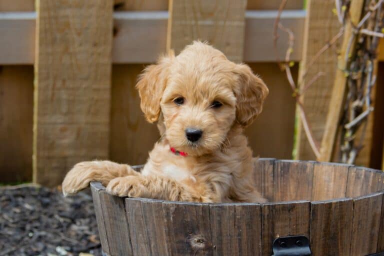 10 Best Goldendoodle Breeders 2023 Our Top 10 Picks 10-best-goldendoodle-breeders-2023-our-top-10-picks