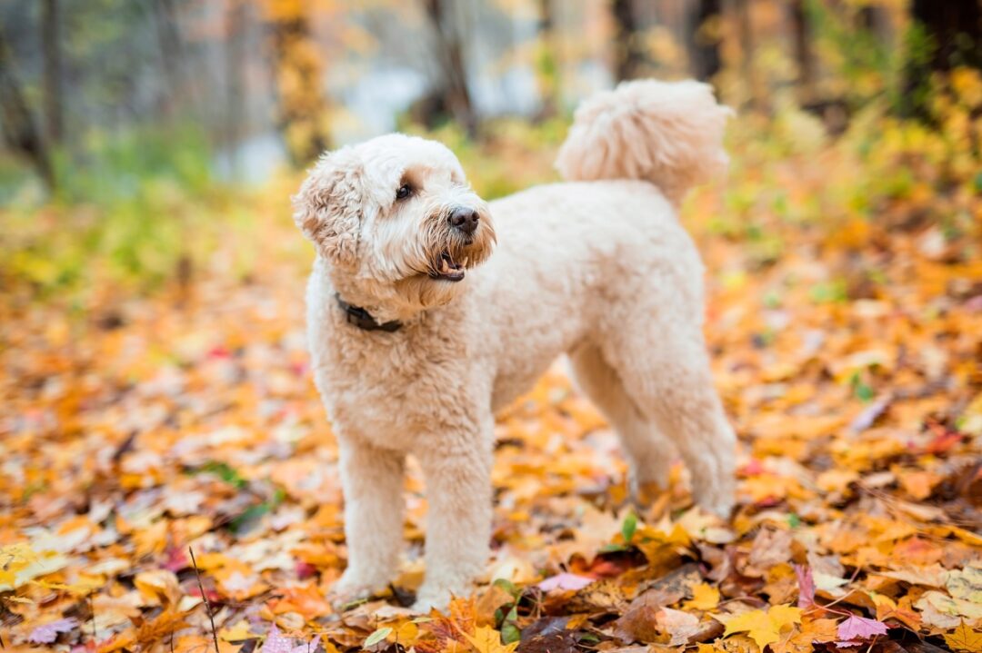 10 Best Goldendoodle Rescues for Adoption (2025): Our Top 10 Picks!