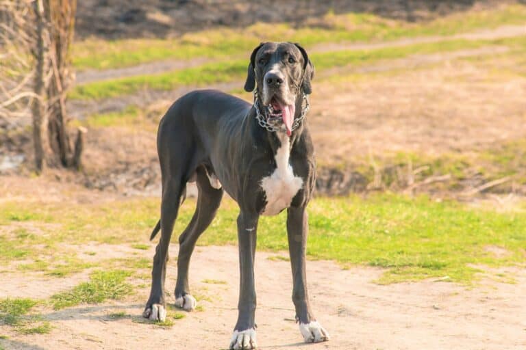 10 Best Great Dane Rescues for Adoption (2025): Our Top 10 Picks!