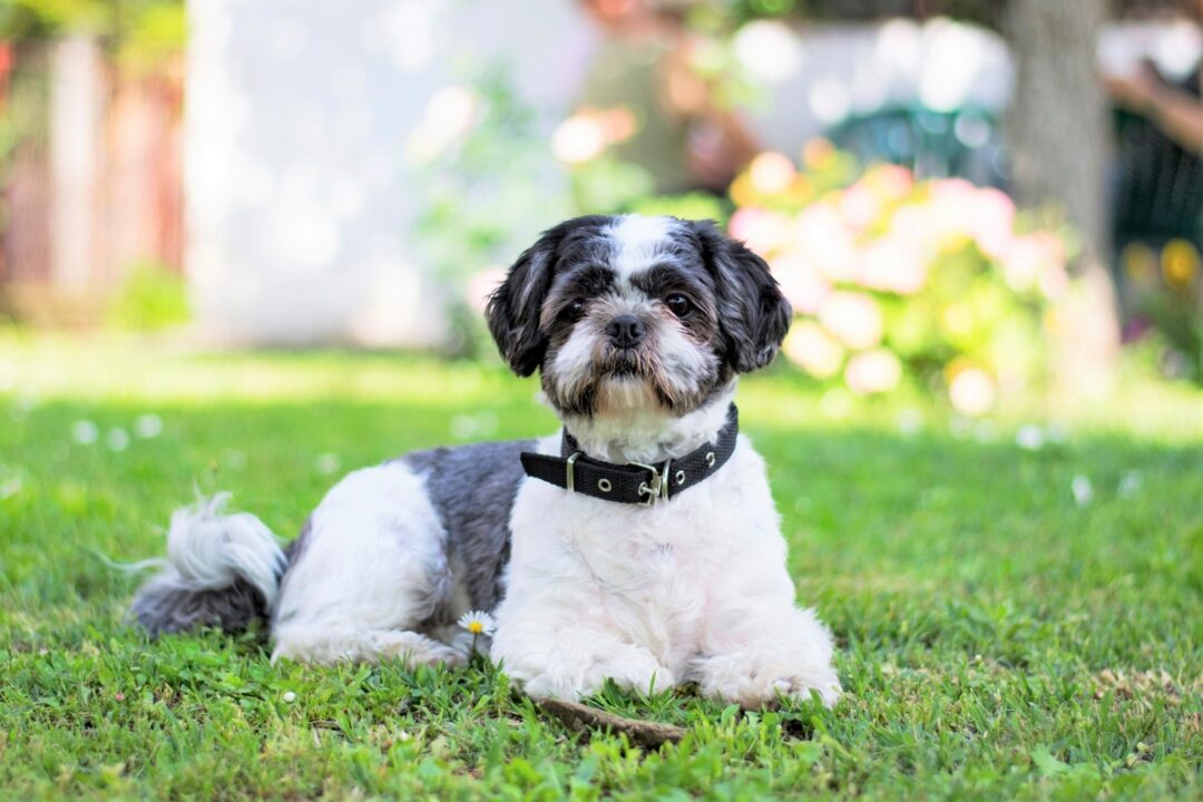 10 Best Shih Tzu Breeders (2025): Our Top 10 Picks!