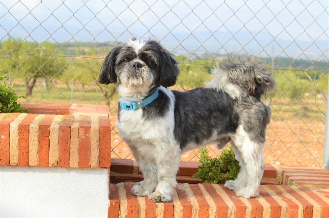 10 Best Shih Tzu Rescues for Adoption (2025): Our Top 10 Picks!