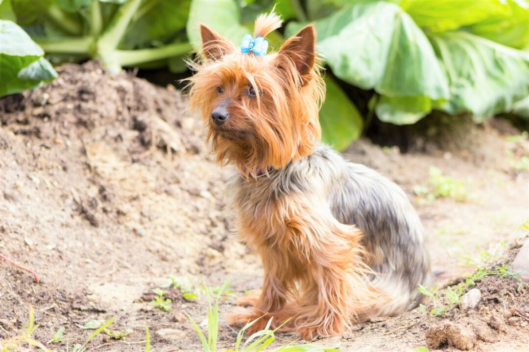 10 Best Yorkshire Terrier Rescues for Adoption (2025): Our Top 10 Picks!