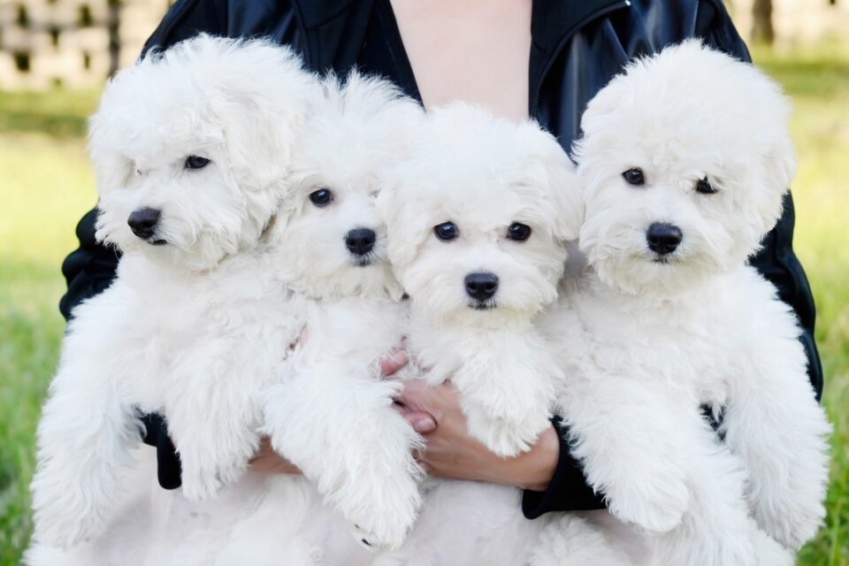 10 Best Bichon Frise Breeders (2025): Our Top 10 Picks!