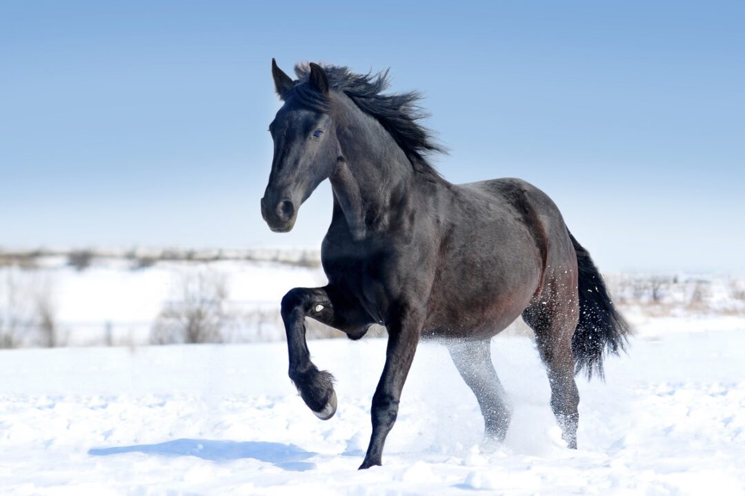 Friesian Horse Breed Info, Pictures, Characteristics, FAQ & More