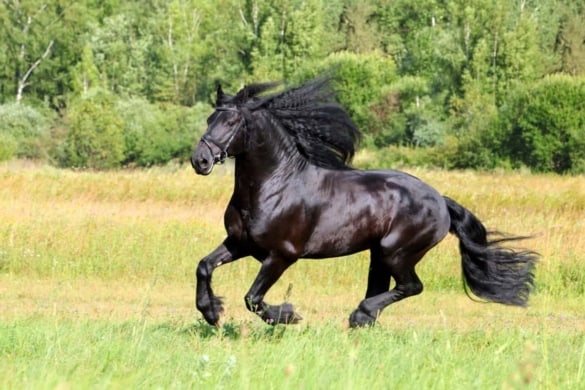 Bay Horse: 15 Color Variations of Bay Horses Explained (With Pictures)