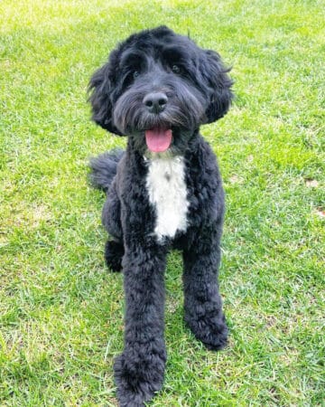 Mini Australian Labradoodle: A Guide to This Mini Tri-Hybrid Dog