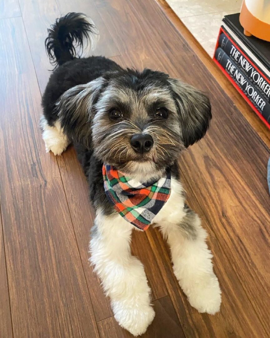 Shorkie Poo (Shih Tzu, Yorkie & Poodle Mix) Info, Pictures, FAQ