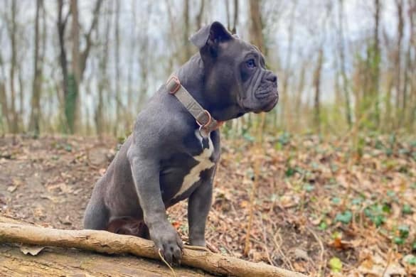 Blue English Bulldog: Get to Know This Rare-Colored Bully