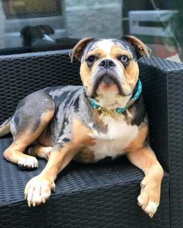 Blue English Bulldog: Get to Know This Rare-Colored Bully