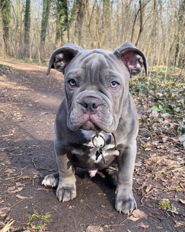 Blue English Bulldog: Get to Know This Rare-Colored Bully