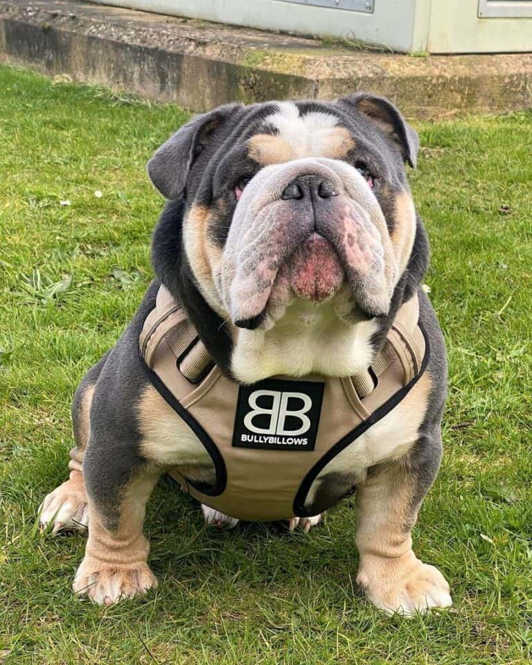 Blue English Bulldog: Get to Know This Rare-Colored Bully