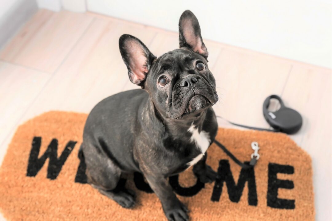 10 Best Boston Terrier Rescues for Adoption (2025): Our Top 10 Picks!