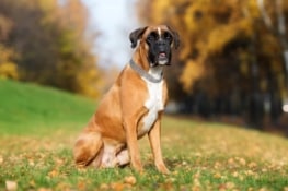 Boxer Dog Lifespan: How Long Do Boxer Dogs Normally Live?