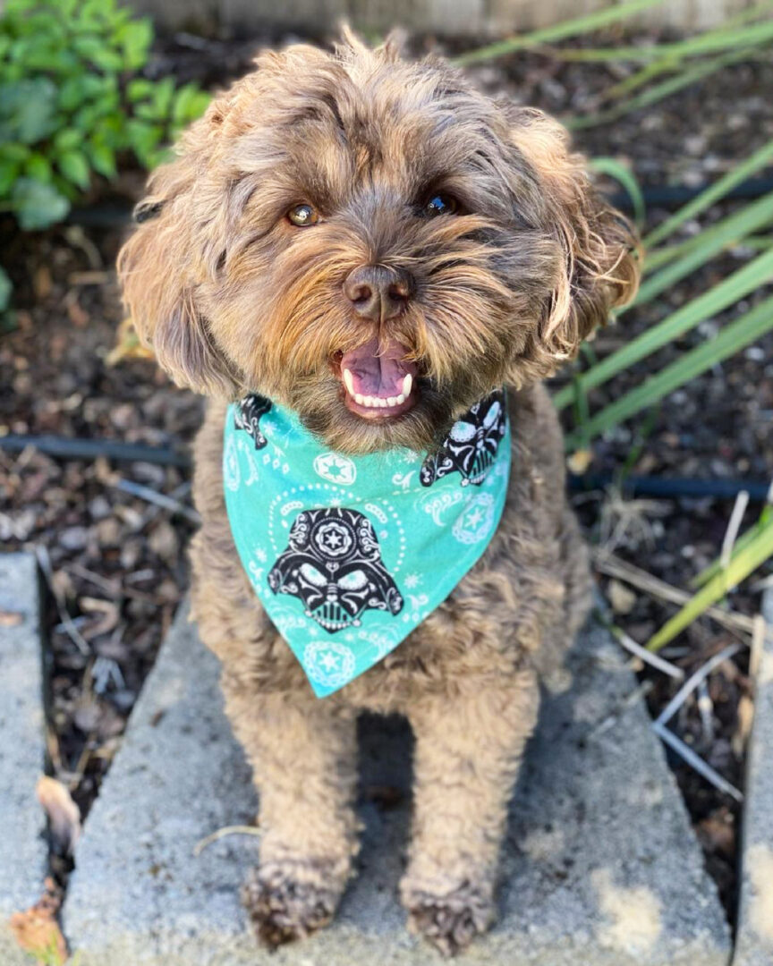 Mini Australian Labradoodle: A Guide to This Mini Tri-Hybrid Dog