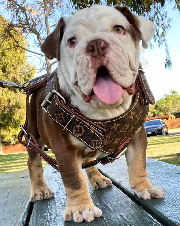 Tri-Color English Bulldog: Are They Really That Rare?