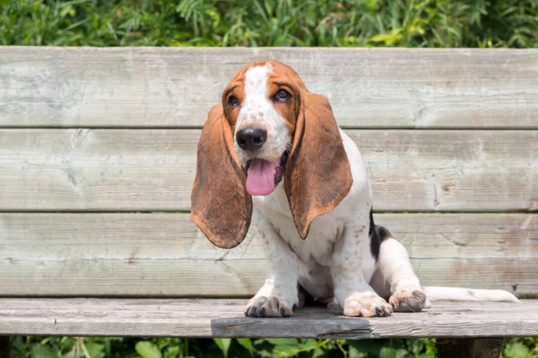 How Big Do Basset Hounds Get? Puppy Growth Chart & FAQs