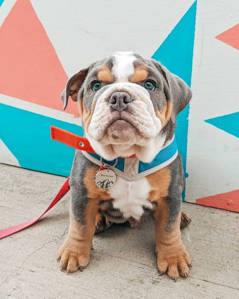 Blue English Bulldog: Get to Know This Rare-Colored Bully