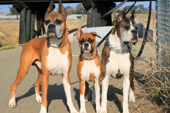 7 Colors and Types of the Boxer Dog Explained (With Pictures)