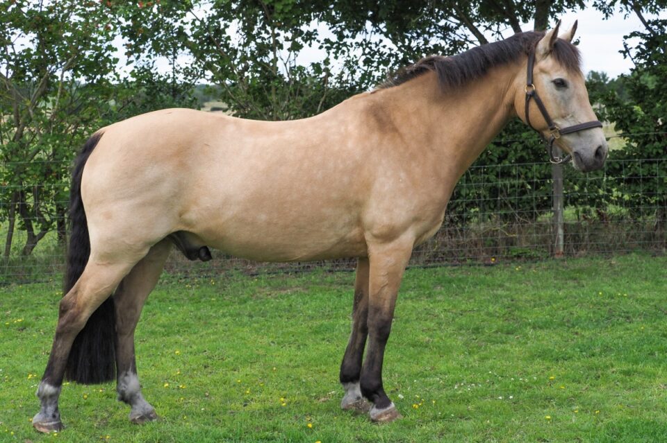 Palomino Horse: All You Need to Know About This Golden Horse