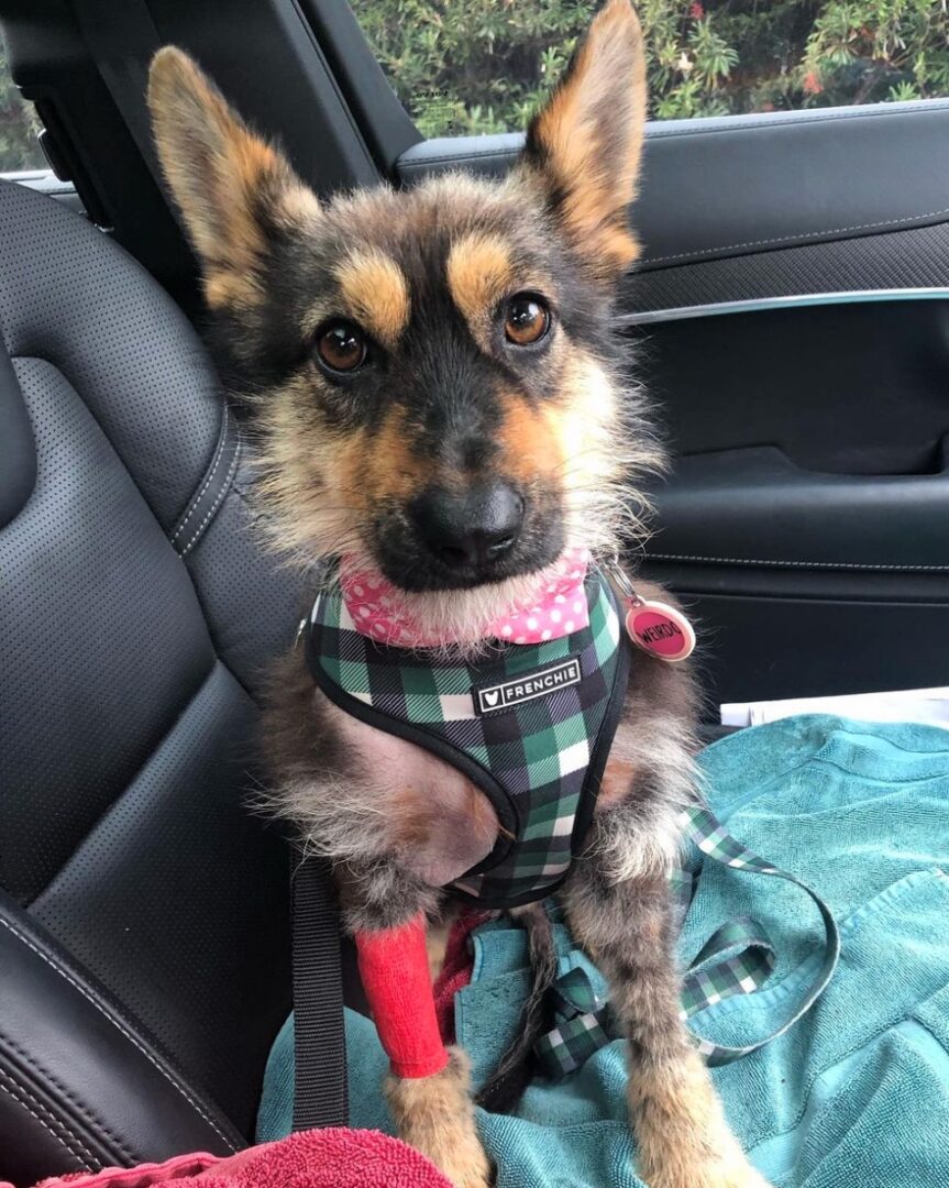 Dwarf German Shepherd: Everything About the Breed + FAQ