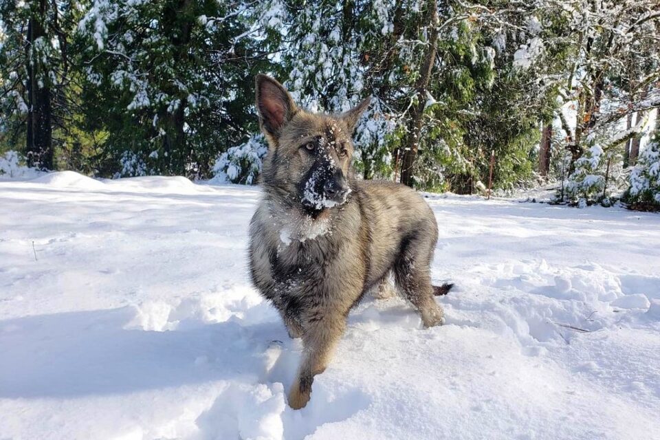 Dwarf German Shepherd: Everything About the Breed + FAQ