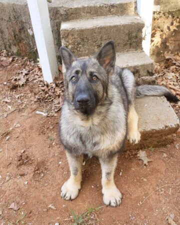 Dwarf German Shepherd: Everything About the Breed + FAQ
