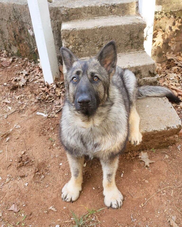 Dwarf German Shepherd: Everything About the Breed + FAQ