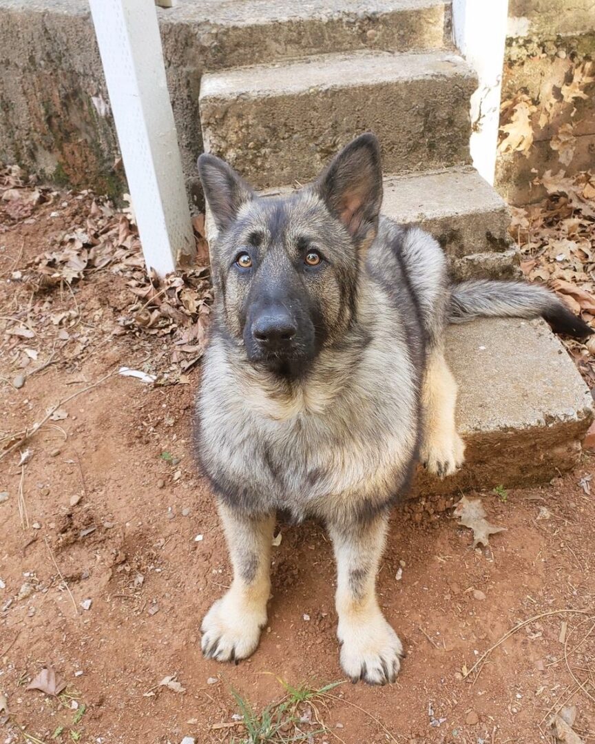 Dwarf German Shepherd: Everything About the Breed + FAQ