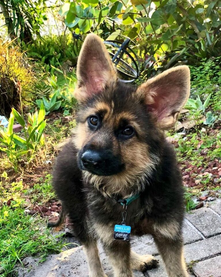 Dwarf German Shepherd: Everything About the Breed + FAQ