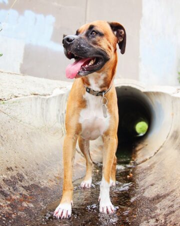 7 Colors and Types of the Boxer Dog Explained (With Pictures)