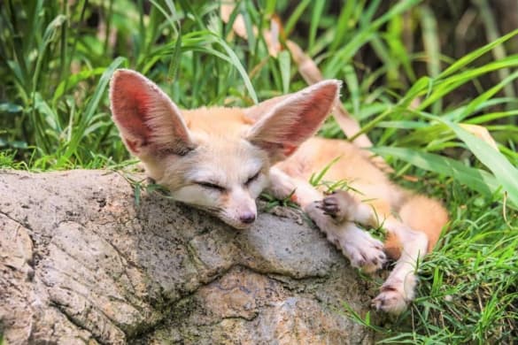 Buying a Pet Monkey: How Much Does a Baby Monkey Cost?