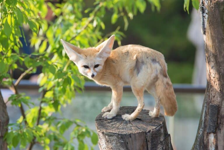 How Much Does a Fennec Fox Cost? Breakdown of Expenses