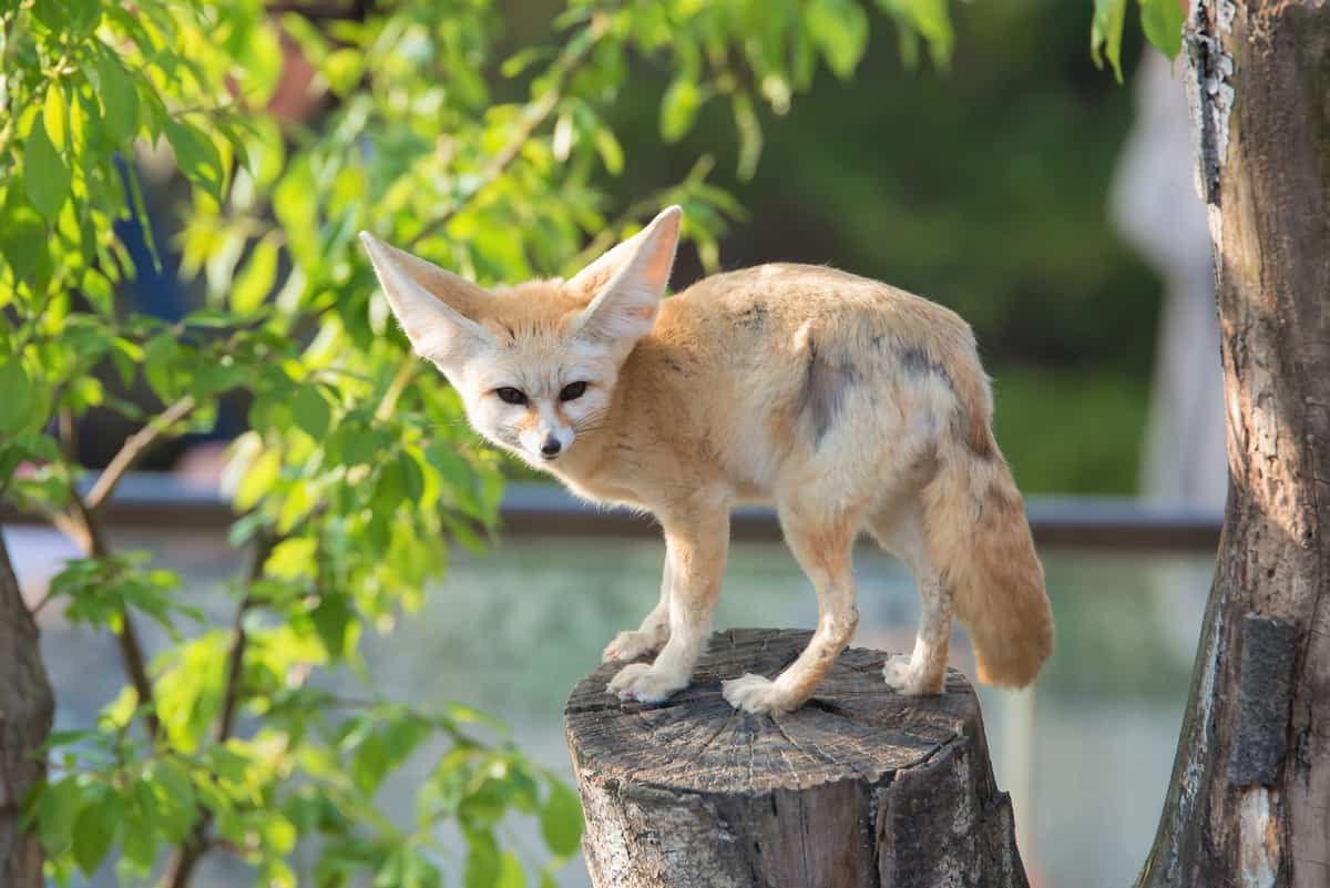 How Much Does A Fennec Fox Cost Breakdown Of Expenses