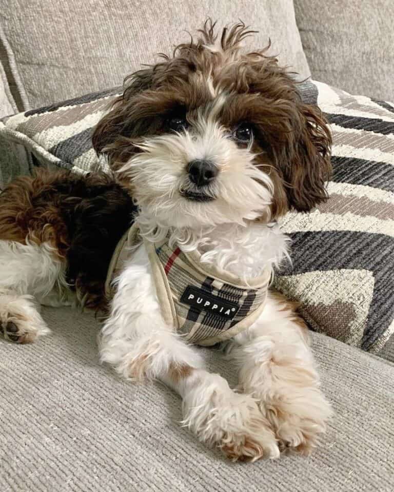 Shorkie Poo (Shih Tzu, Yorkie & Poodle Mix) Info, Pictures, FAQ